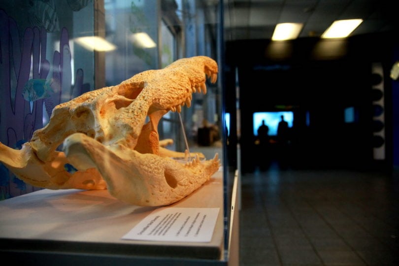 Miami Science Museum - Musée des Sciences de Miami - Coconut Grove