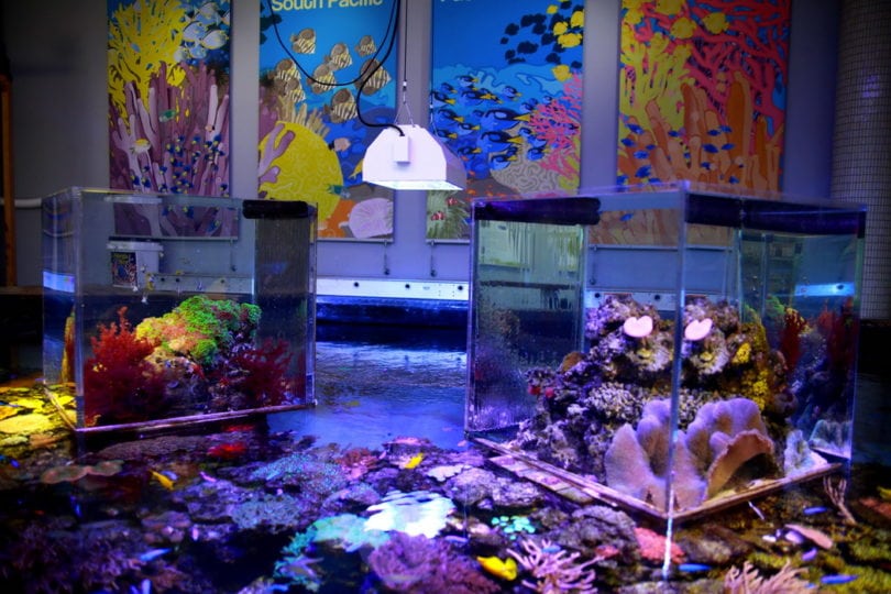 Miami Science Museum - Musée des Sciences de Miami - Coconut Grove