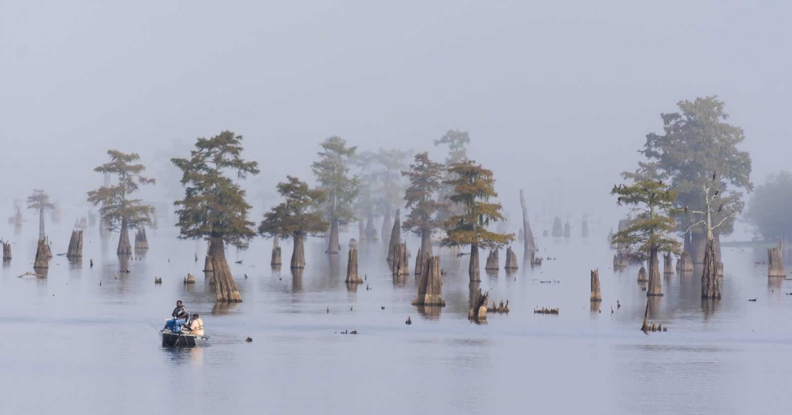 Les bayous de Louisiane | Marécages, alligators et plantations ...