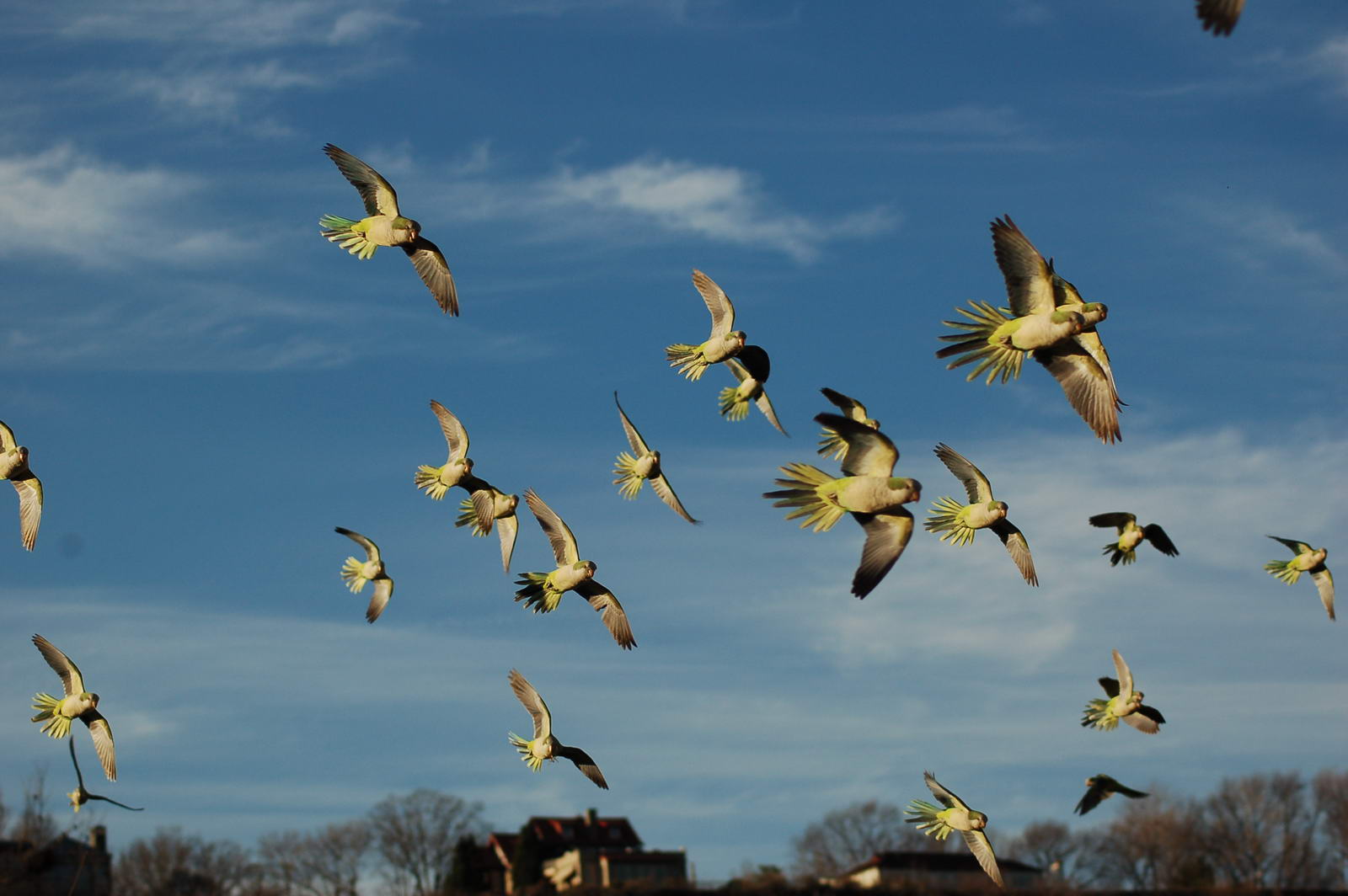 Les wild parrots de Brooklyn - Les perroquets sauvages à New York