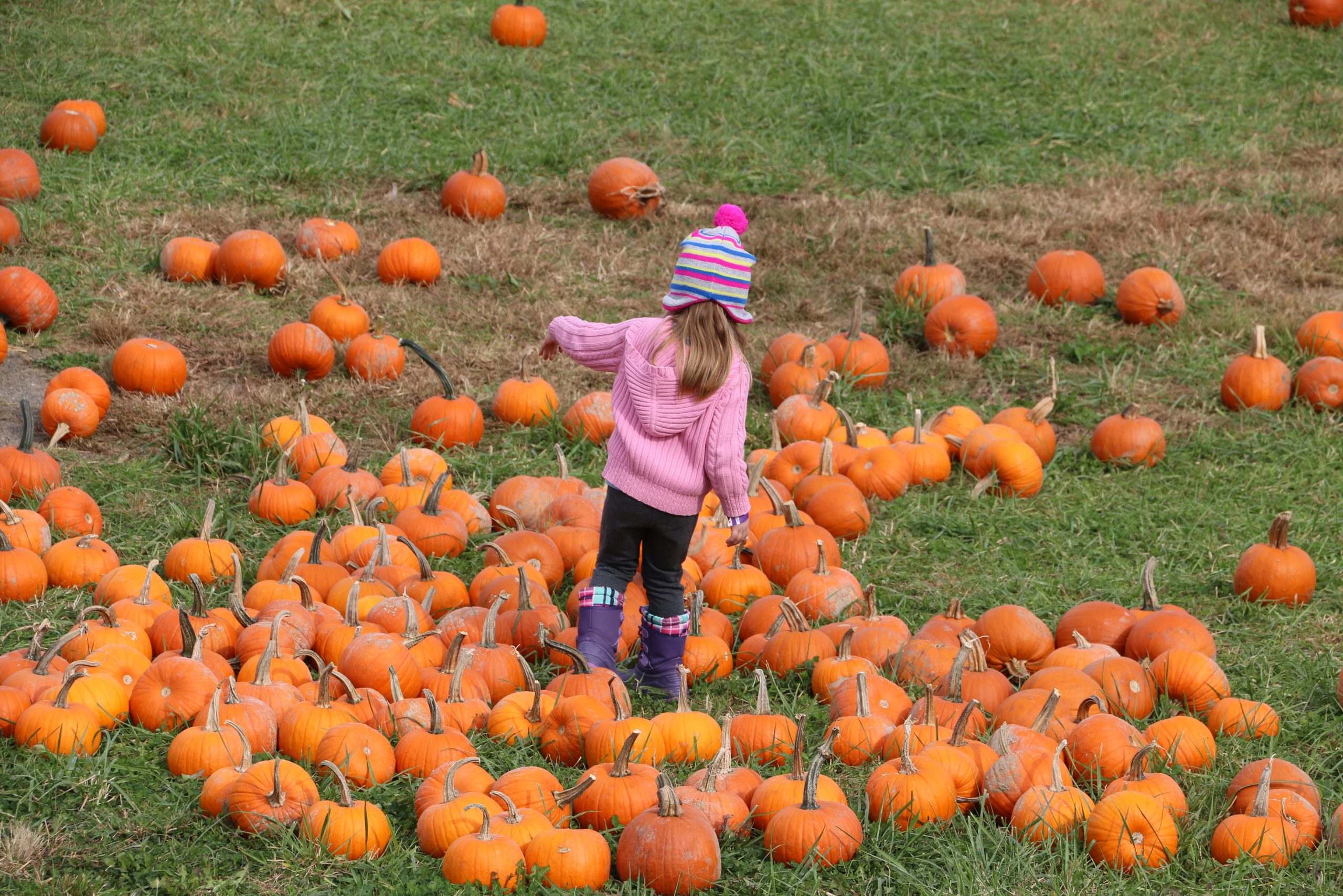 Champ De Citrouilles Hanté